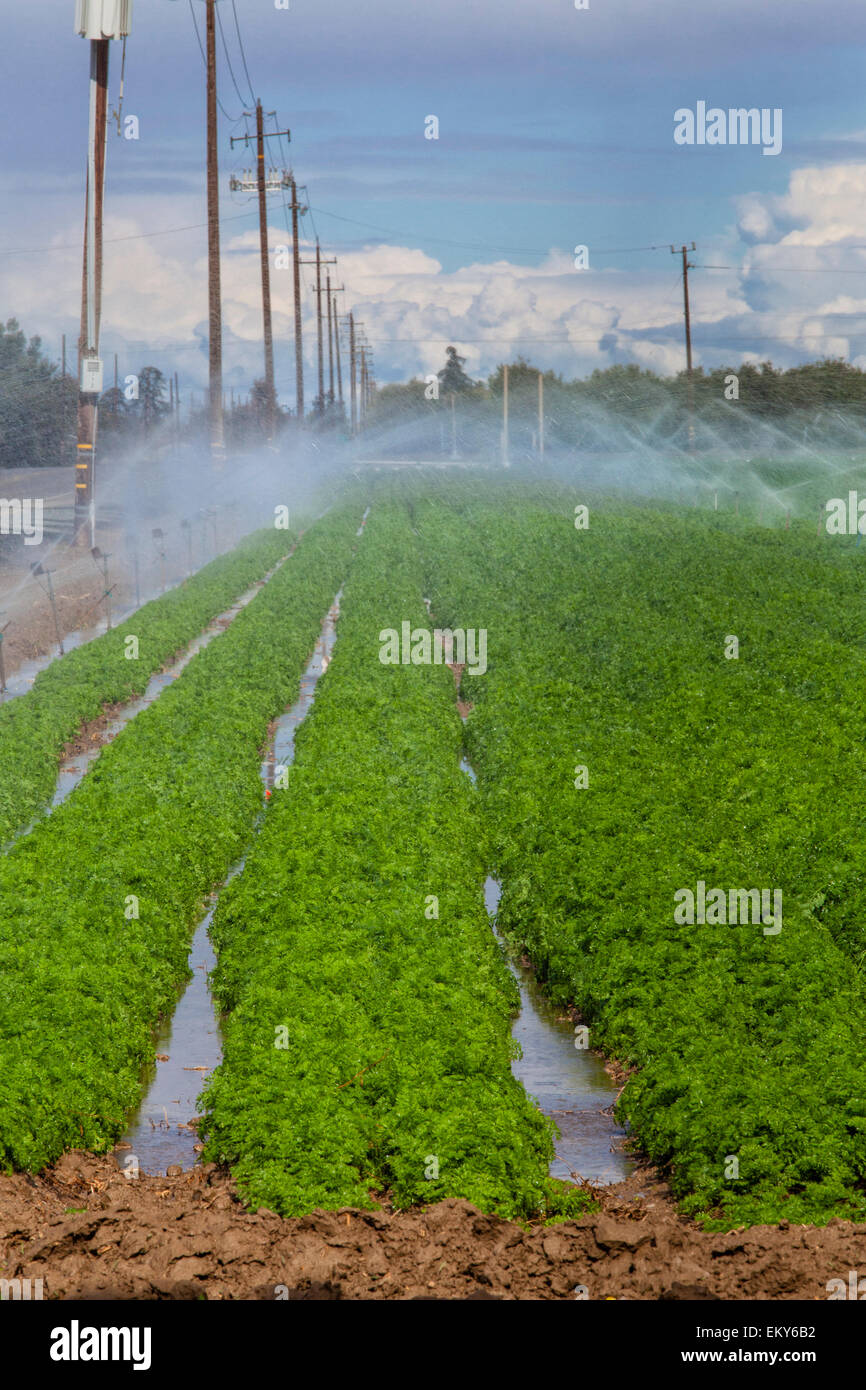 Groundwater irrigation california hi-res stock photography and images ...