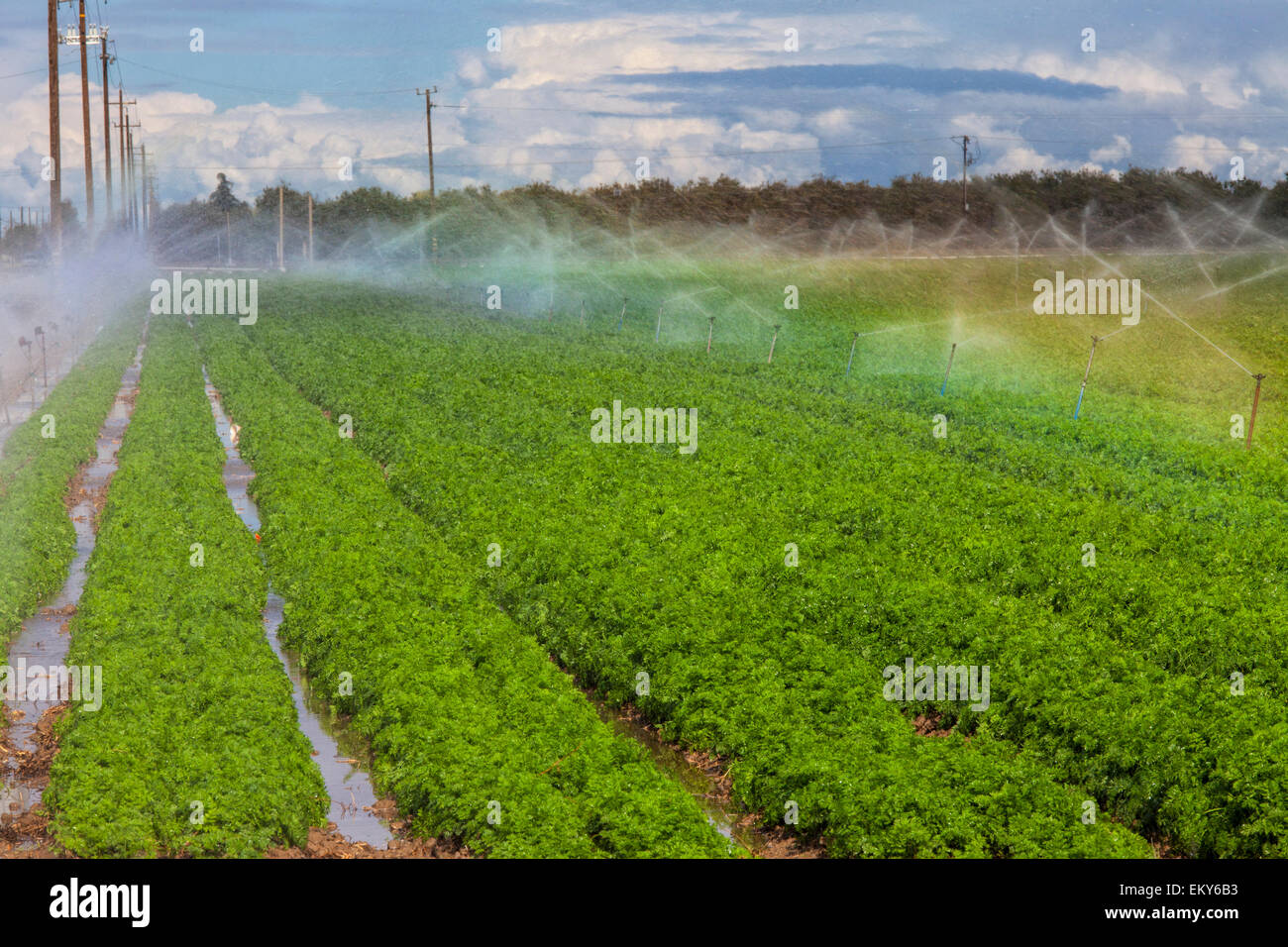 Groundwater irrigation california hi-res stock photography and images ...
