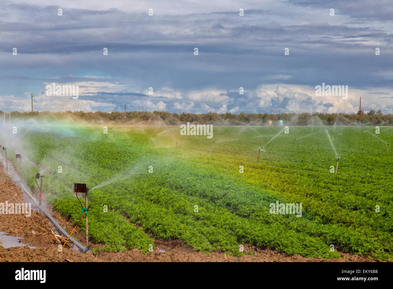California farm field irrigation hi-res stock photography and images ...