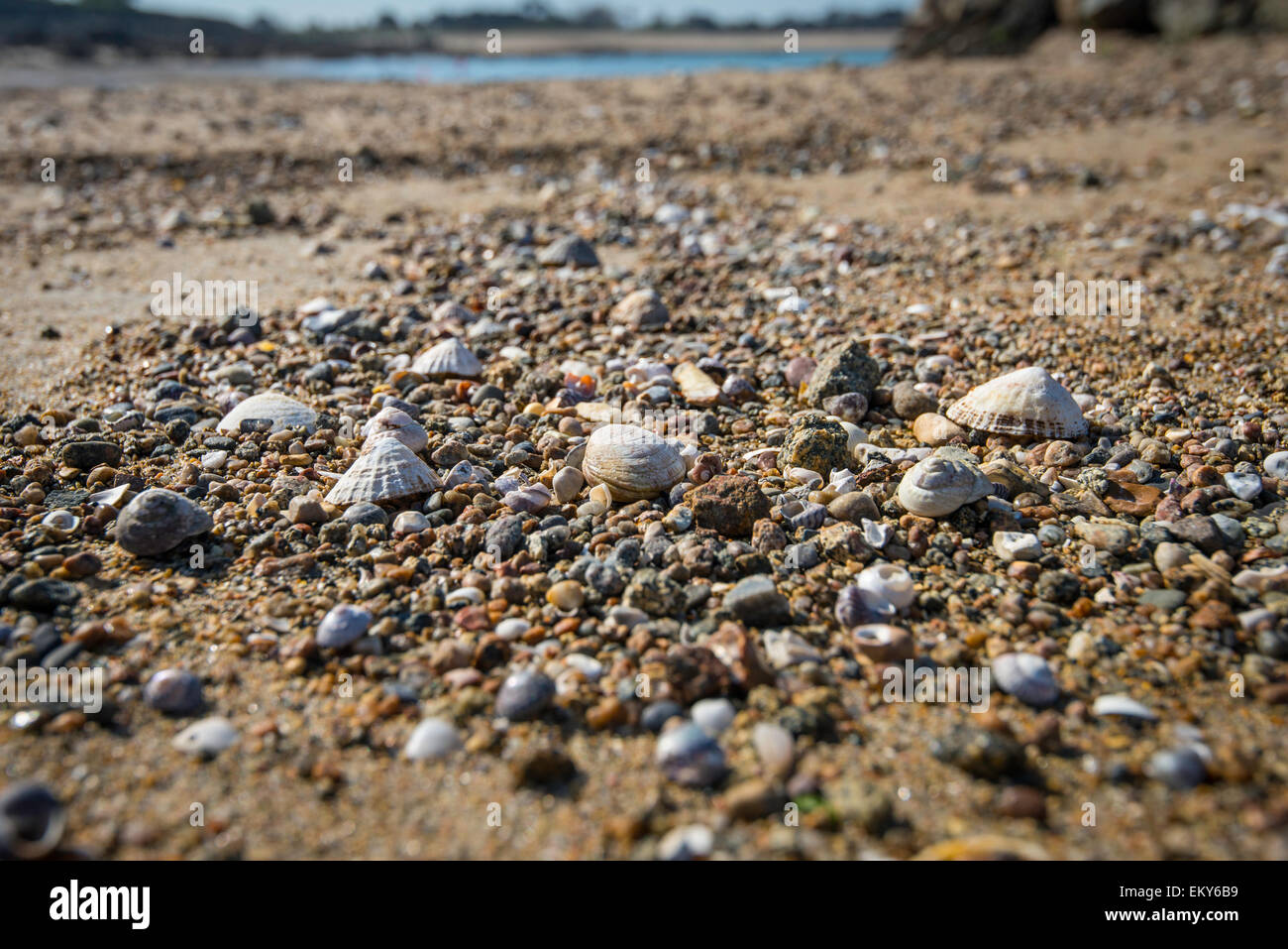Shells and small stones on sandy beach Stock Photo - Alamy