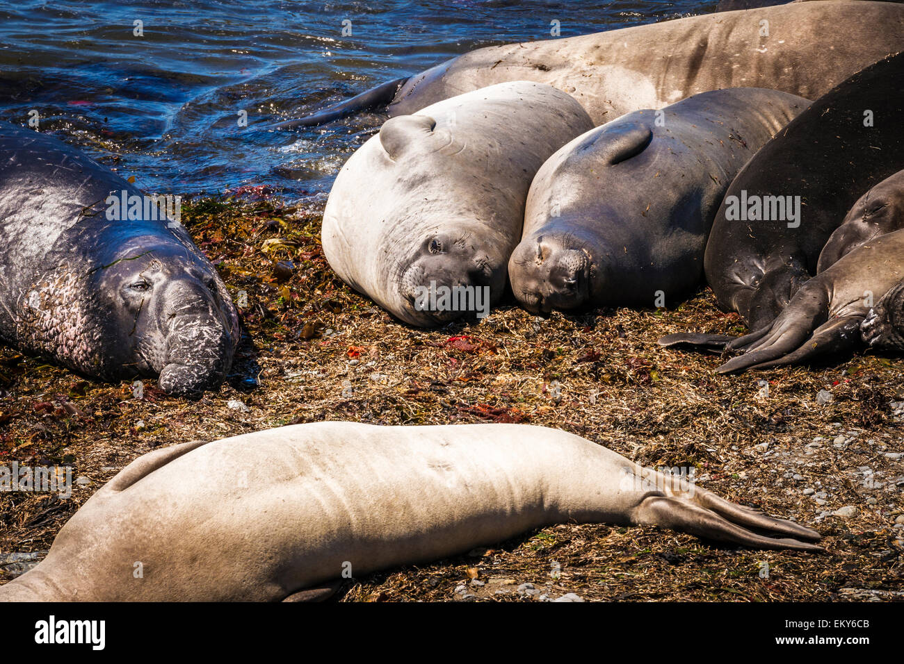 Northern Elephant Seals (Mirounga angustirostris) at Piedras Blancas ...