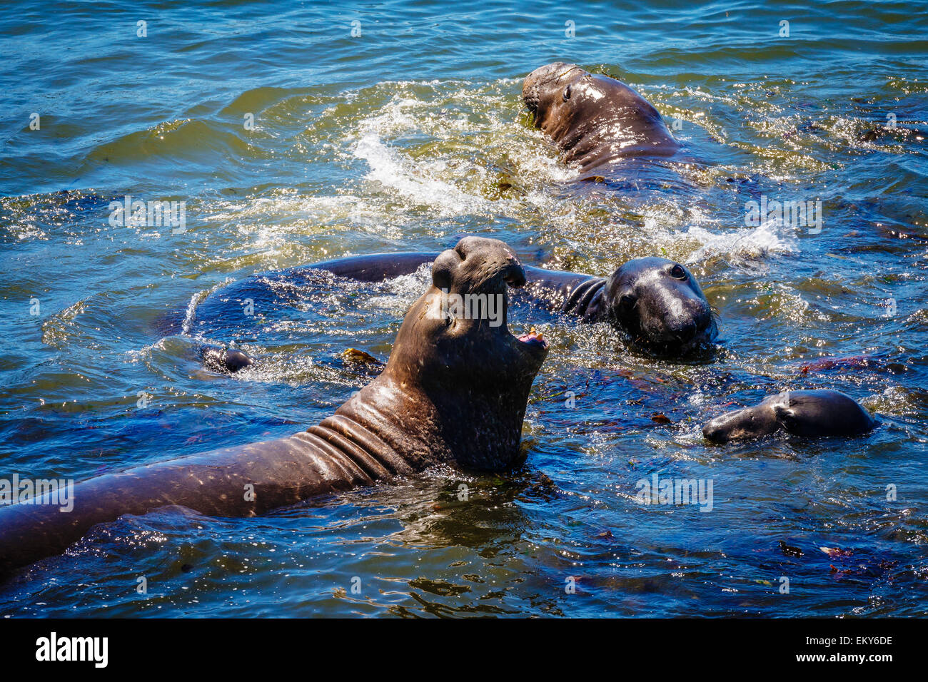Northern Elephant Seals (Mirounga angustirostris) at Piedras Blancas ...