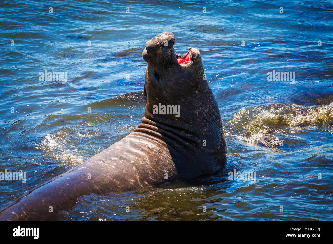 Northern Elephant Seals (Mirounga angustirostris) at Piedras Blancas ...