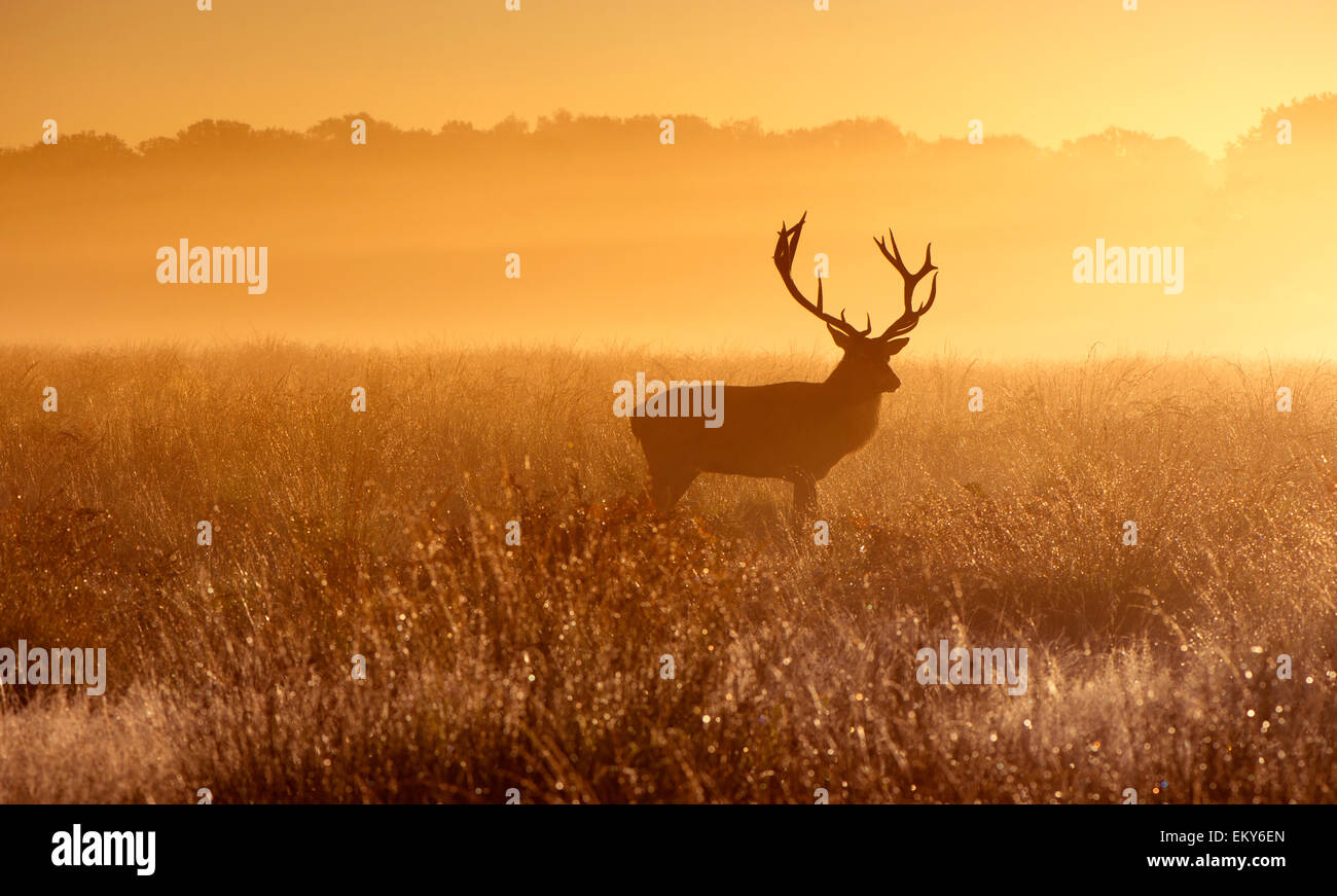 Deer stag against rising sun in Richmond park Stock Photo - Alamy