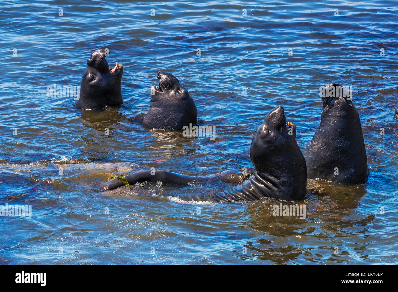 Northern Elephant Seals (Mirounga angustirostris) at Piedras Blancas ...