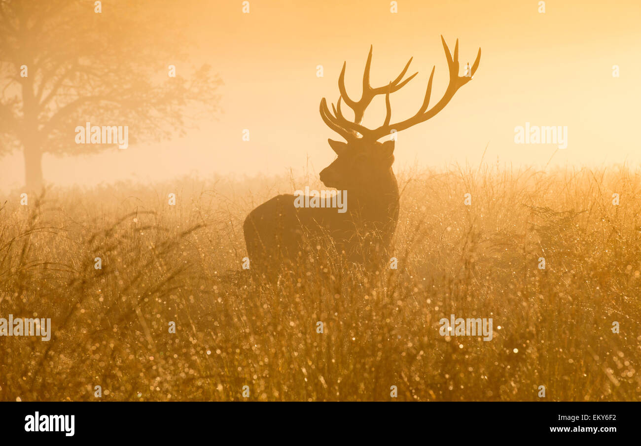 Stag standing in mist hi-res stock photography and images - Alamy
