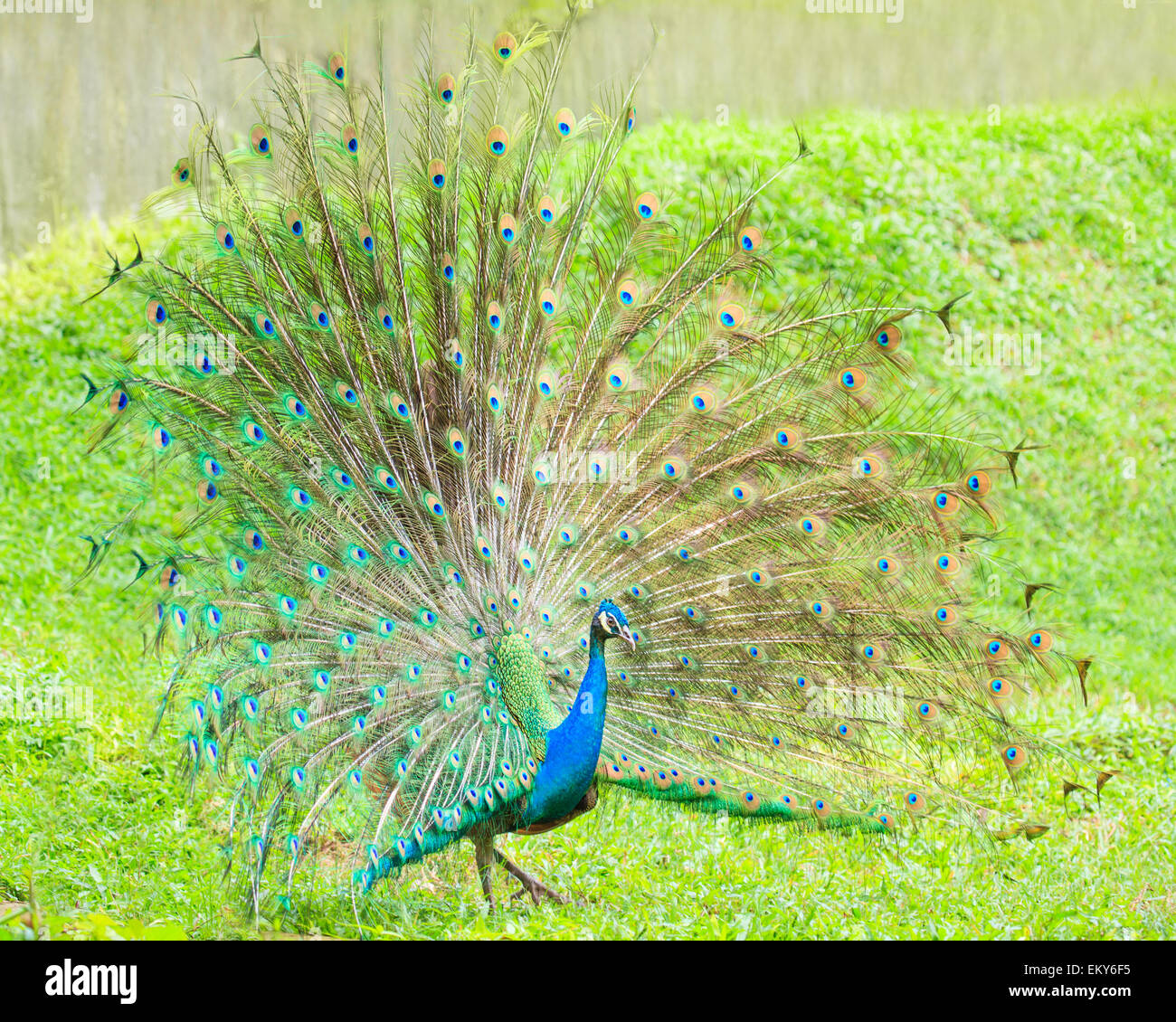 The Indian peafowl male displaying Stock Photo - Alamy