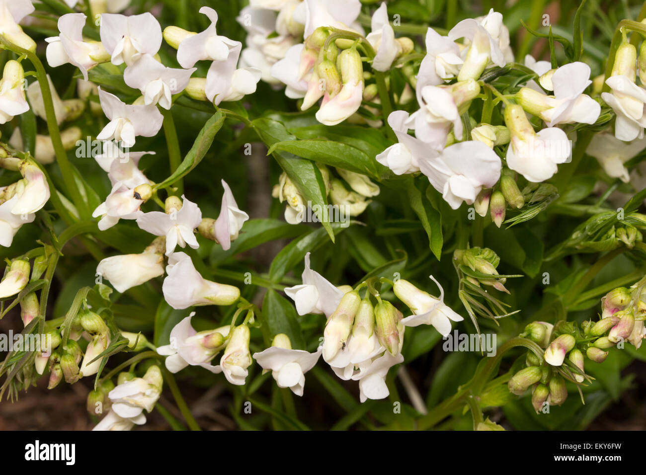 White flowers of the spring flowering pea, Lathyrus vernus var. albus ...