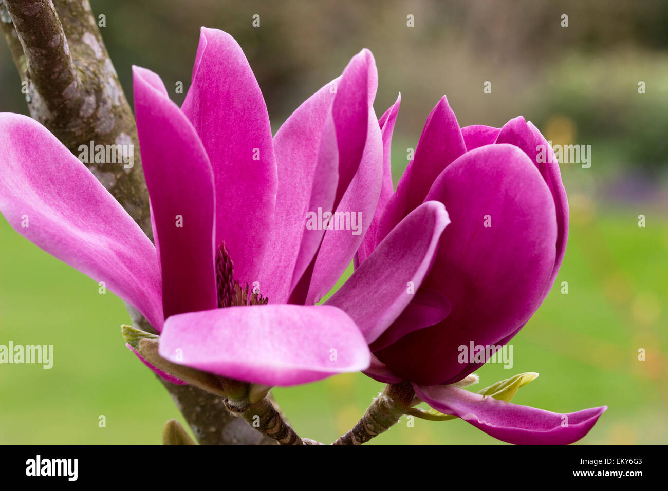 Magnolia shirazz hi-res stock photography and images - Alamy