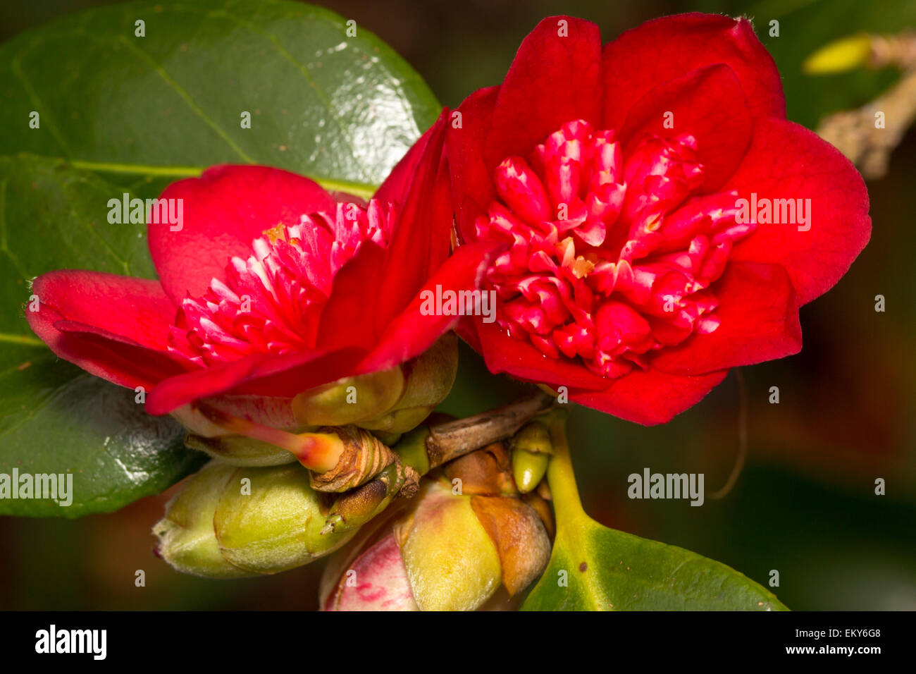 Anemone form red flowers of the spring blooming evergreen shrub ...
