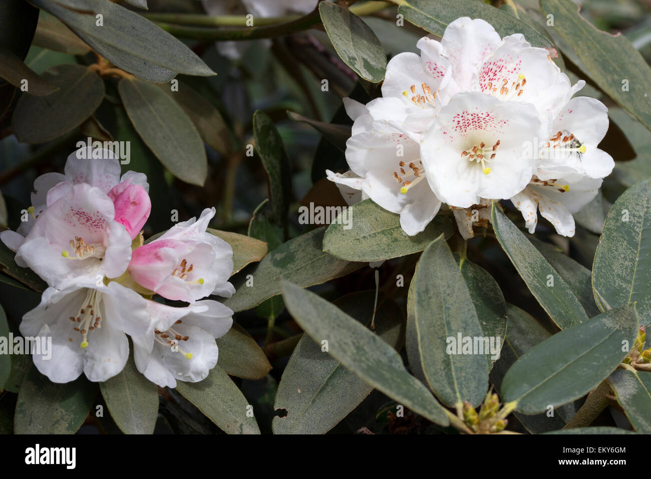 Spring flowers of the attractively foliaged evergreen, Rhododendron ...