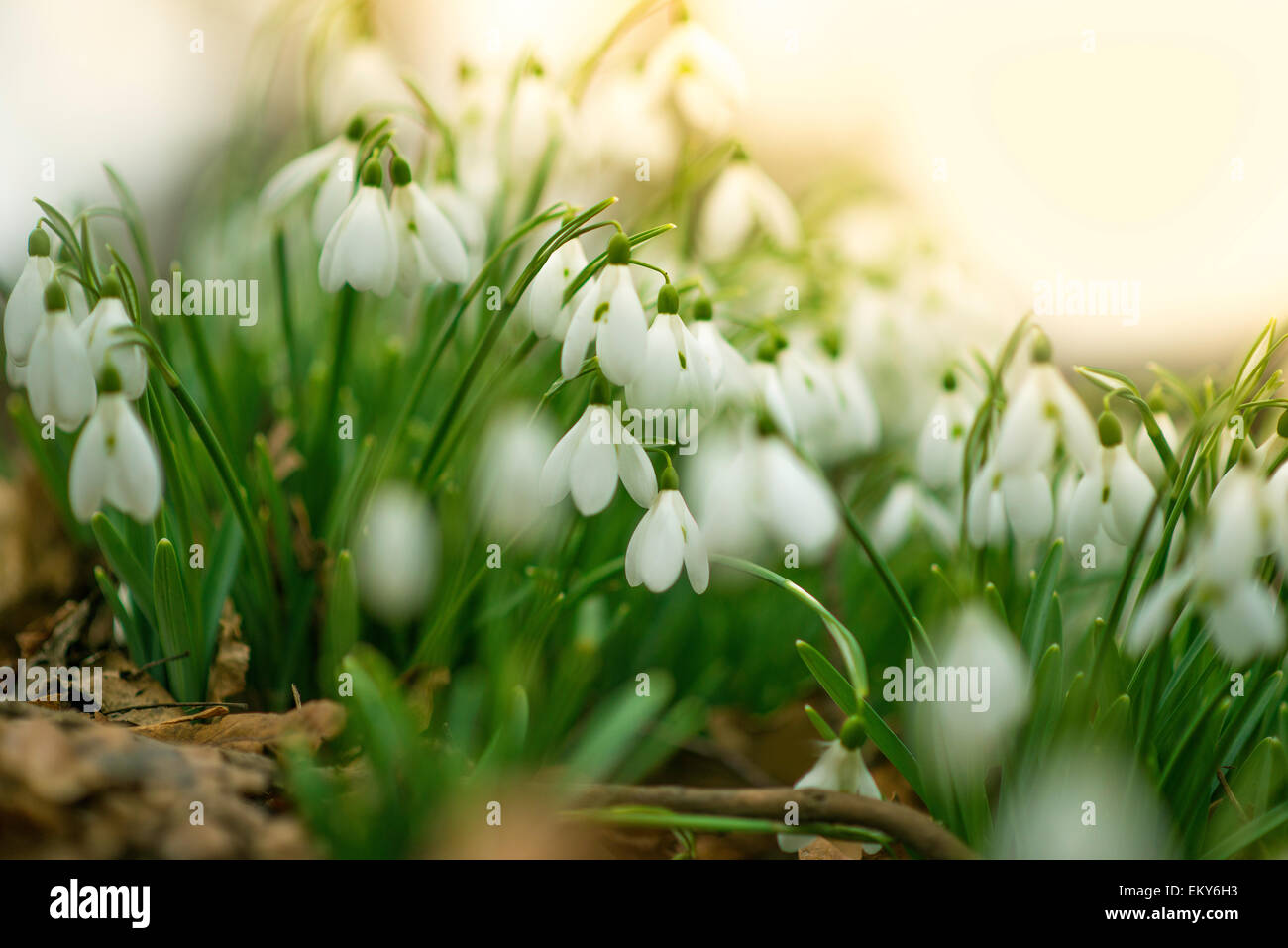 First Snowdrops in London Stock Photo - Alamy