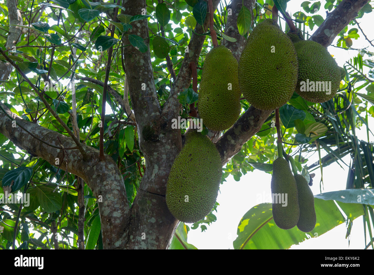 A Jacaranda tree in Kumarakom, Kerala India Stock Photo - Alamy