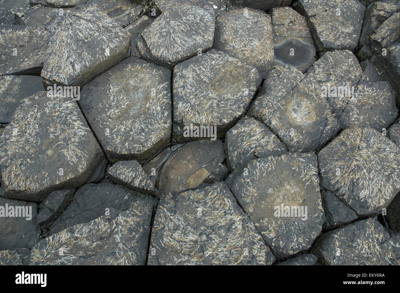 Black Basalt Columns Sticking Out Of The Sea, Giant's Causeway ...
