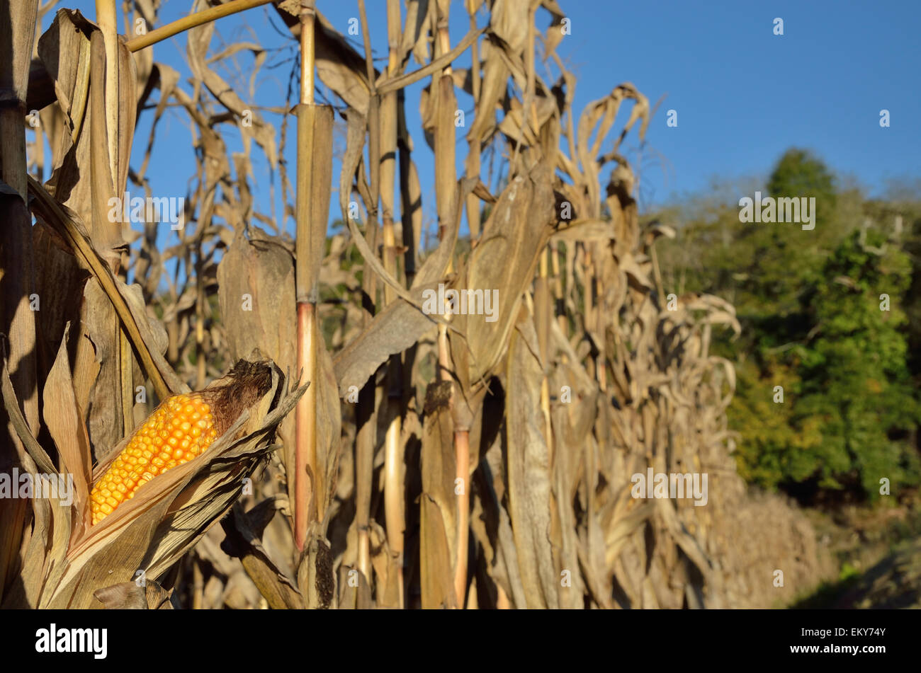 Maize corn stems hi-res stock photography and images - Alamy