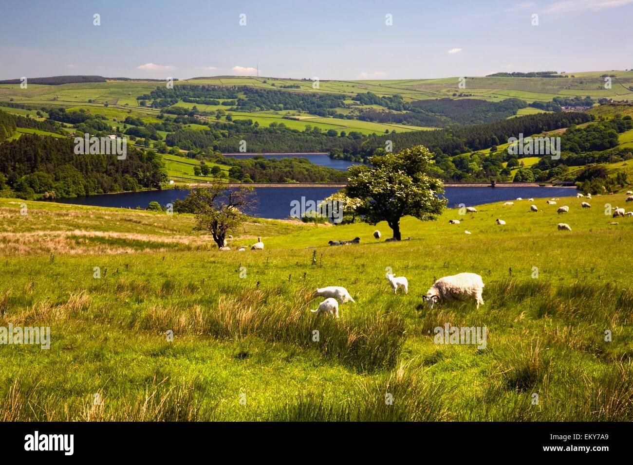South yorkshire sheffield sheep hi-res stock photography and images - Alamy
