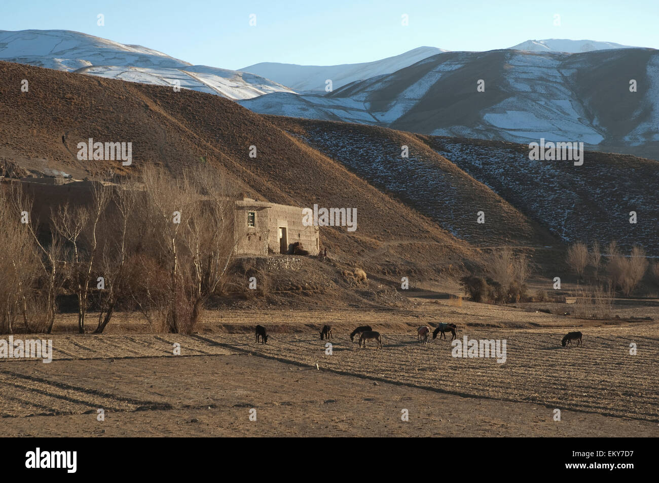 Shibar hi-res stock photography and images - Alamy