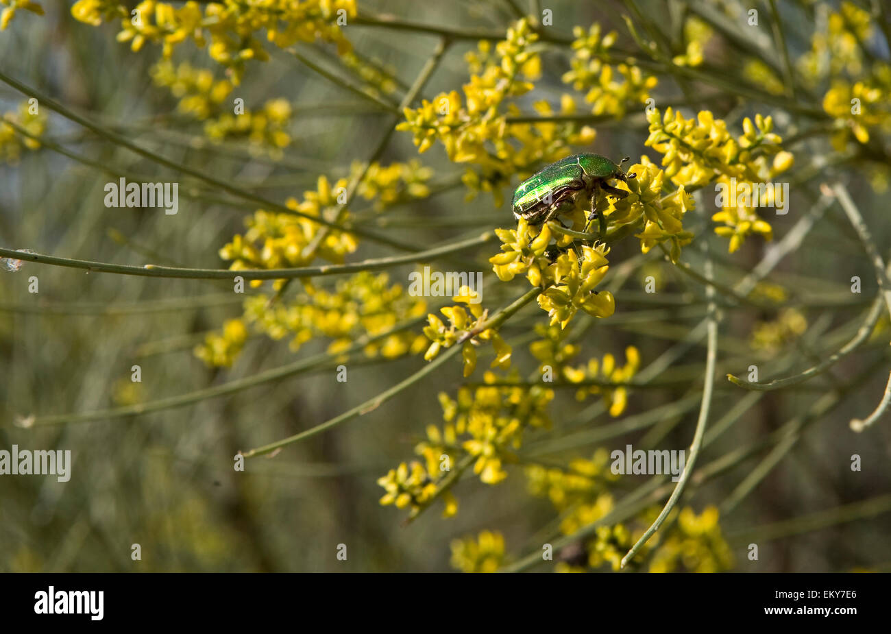 cetonia aurata beetle over an alexander plant Stock Photo - Alamy