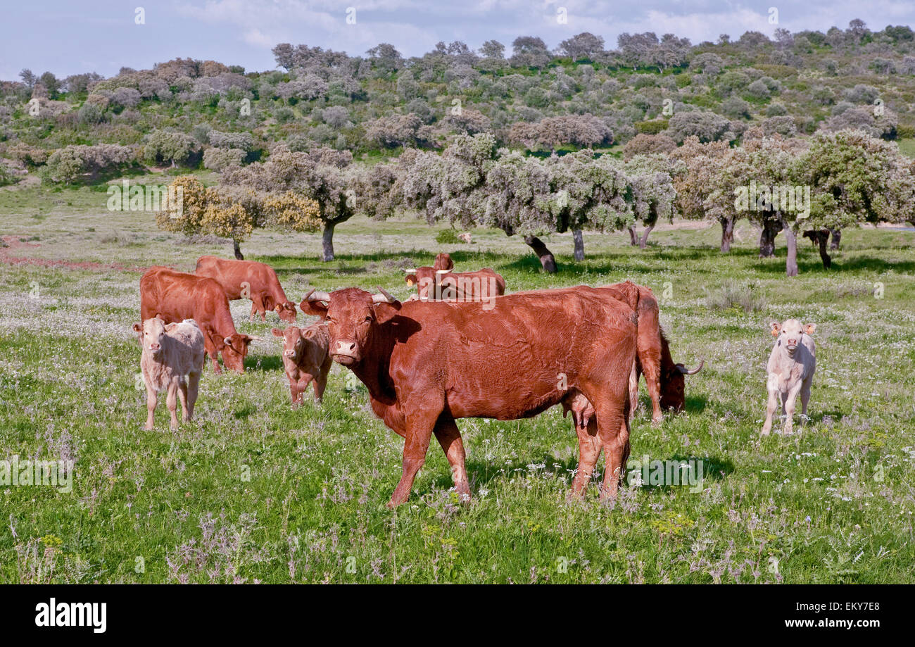 Red danish cattle hi-res stock photography and images - Alamy