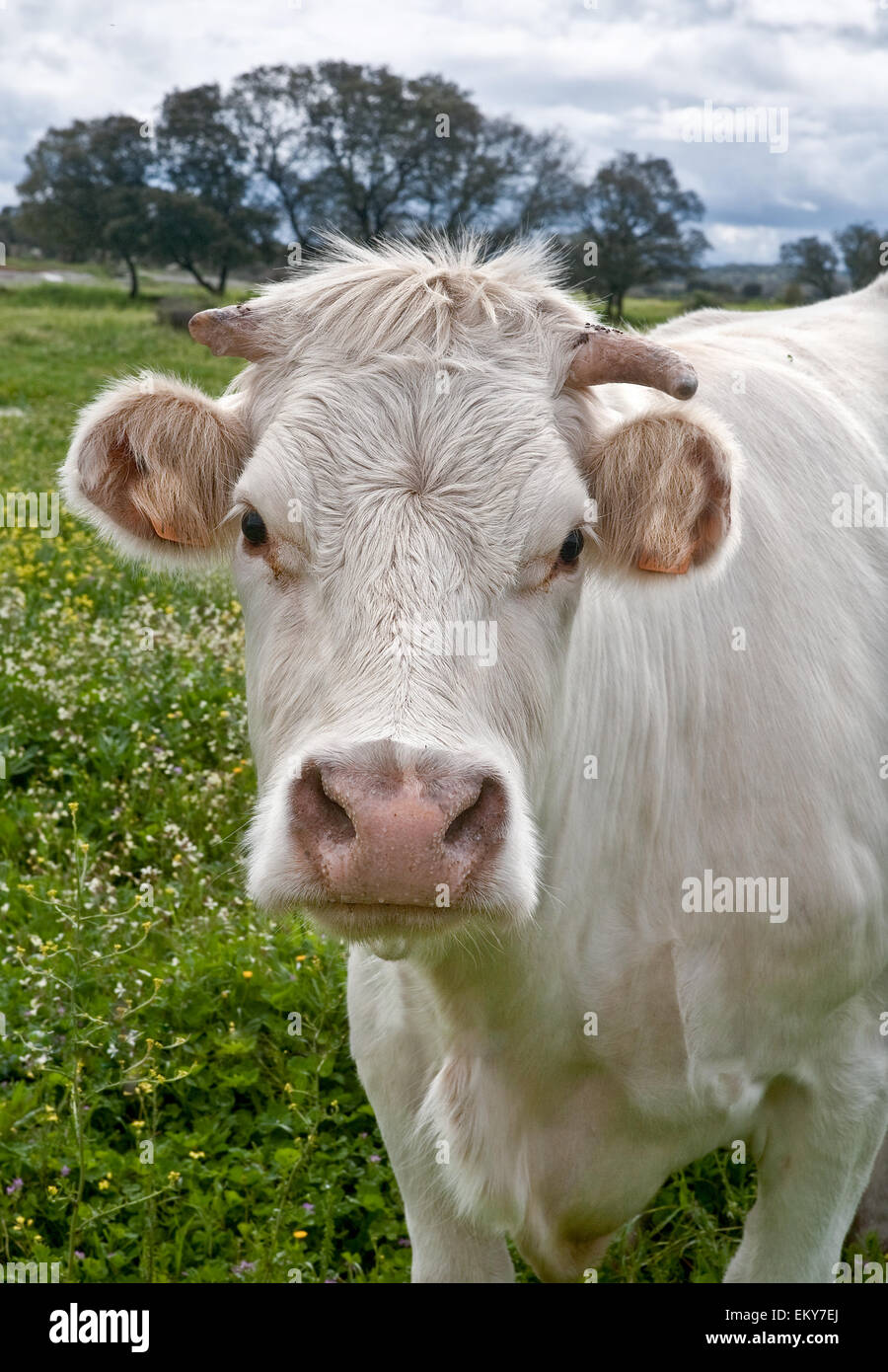 Charolais cattle are a beef breed of cattle (Bos taurus) which ...