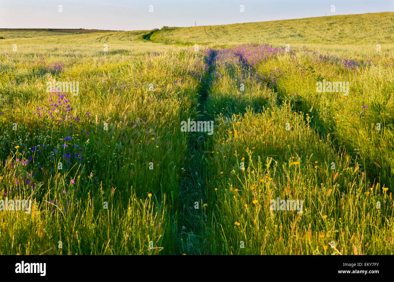 Spring flower field with trail to hills with vivid colors, bright ...