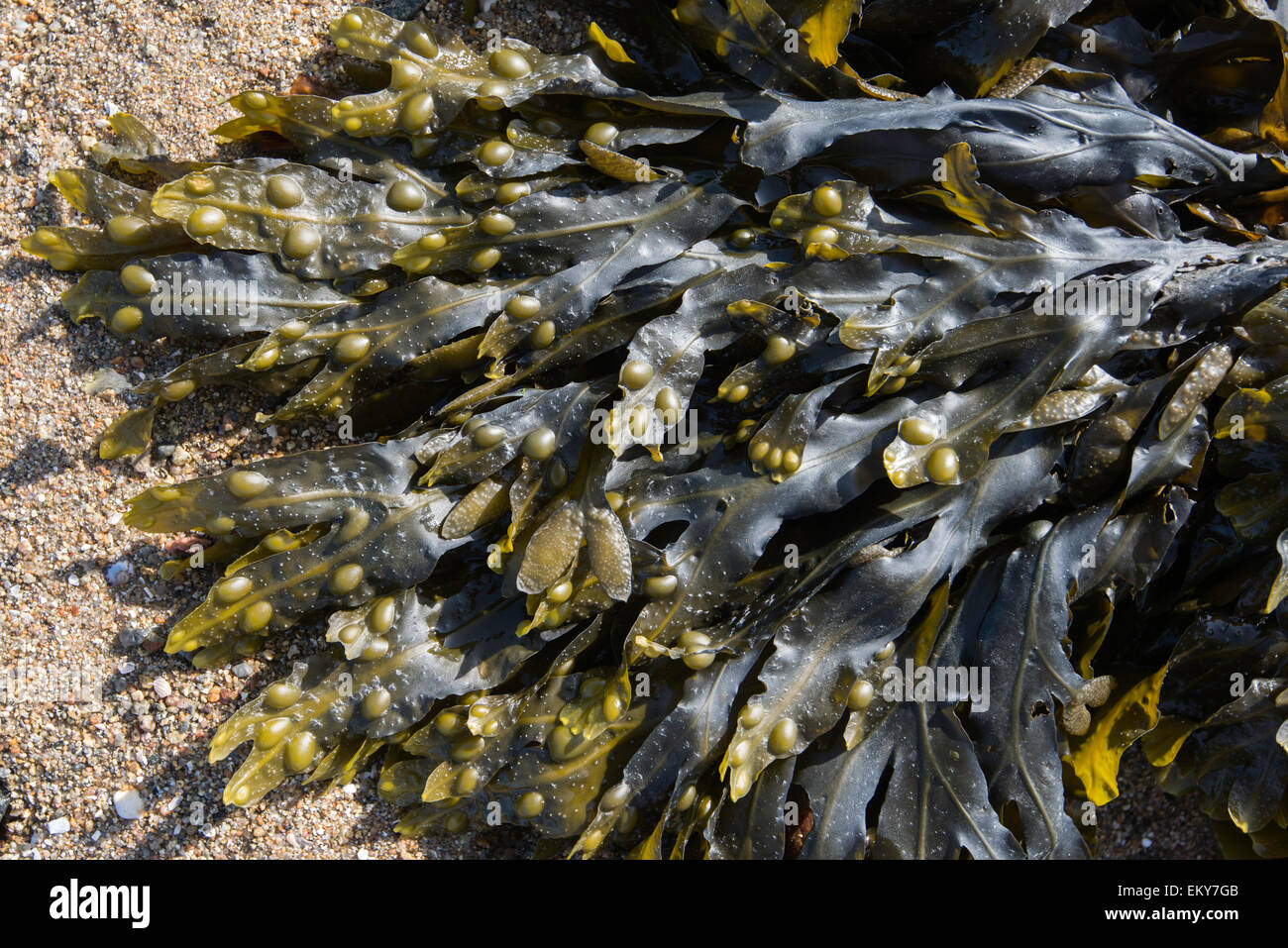 Bladder Wrack - (Fucus vesiculosus Stock Photo - Alamy
