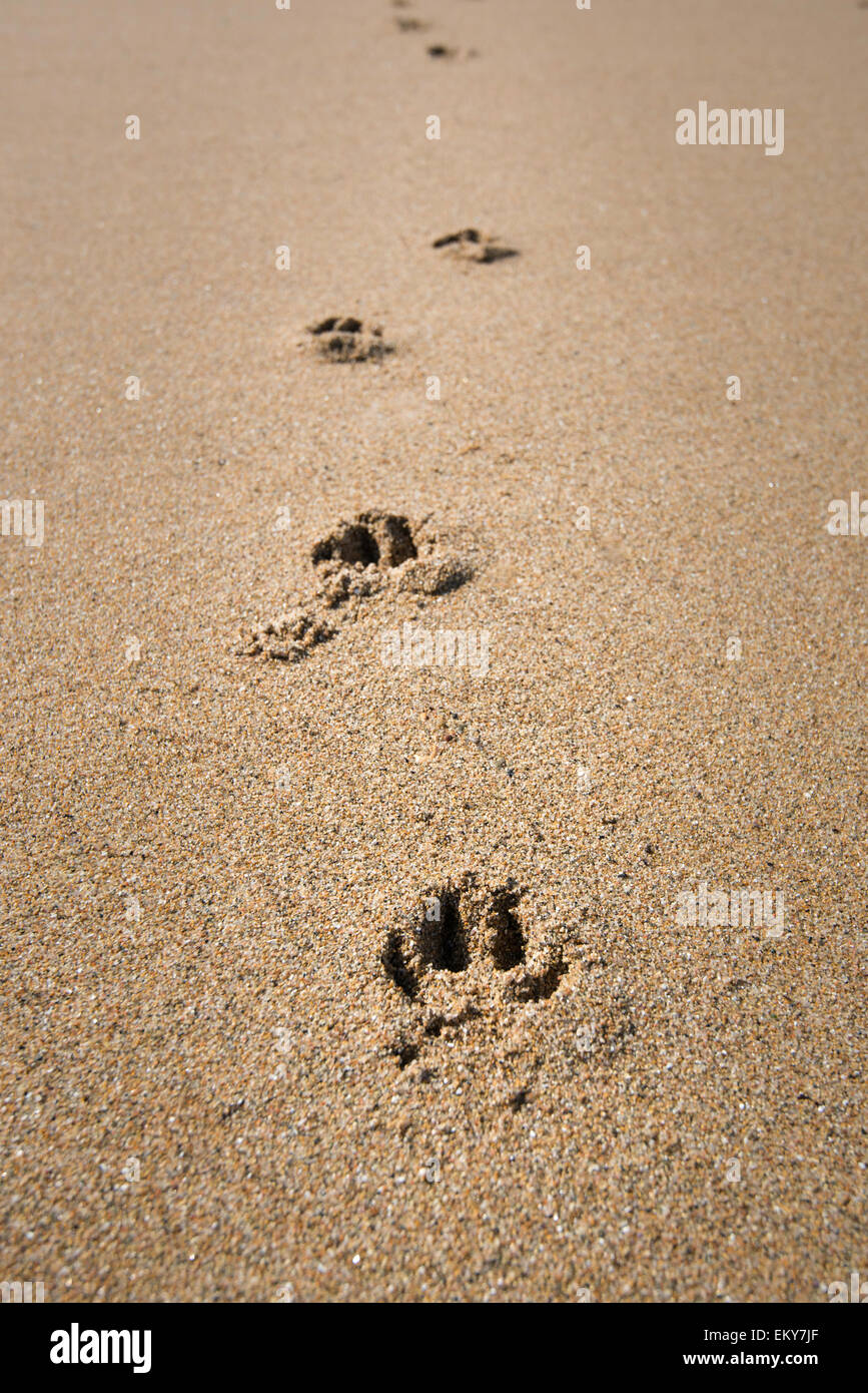 Dog paw prints in sand on beach Stock Photo - Alamy