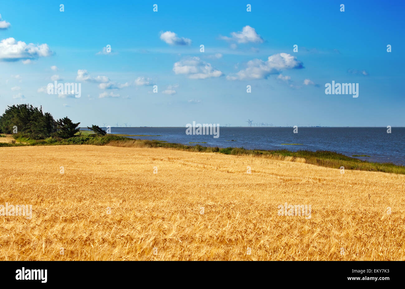 Danish wadden sea national park Stock Photo - Alamy