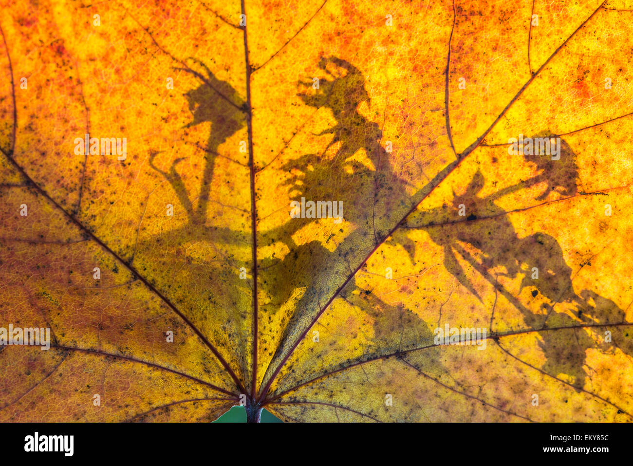 Autumn Leaf & Shadows in Scotland Stock Photo - Alamy