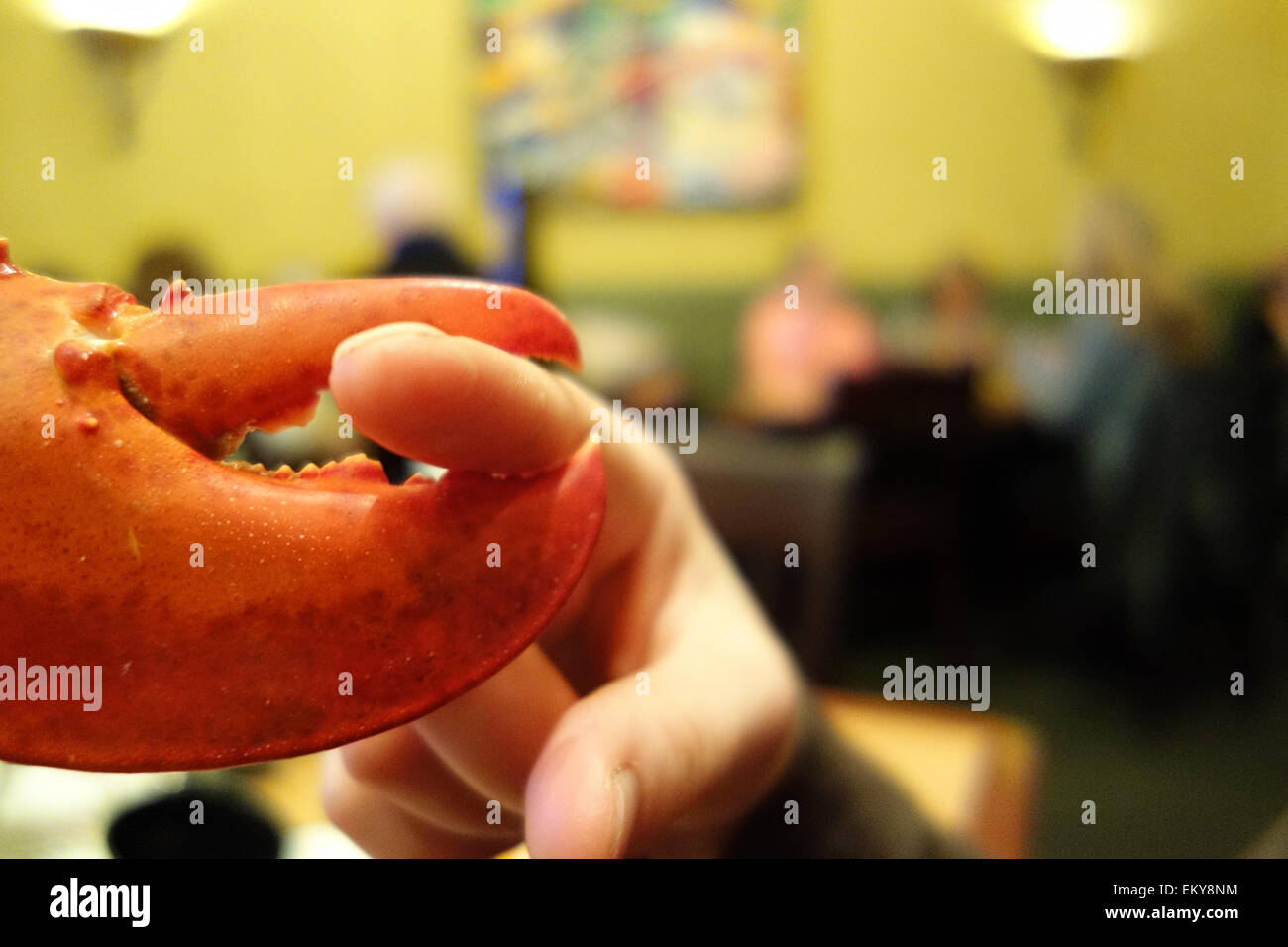 Crawfish claw squeezing female finger Stock Photo - Alamy