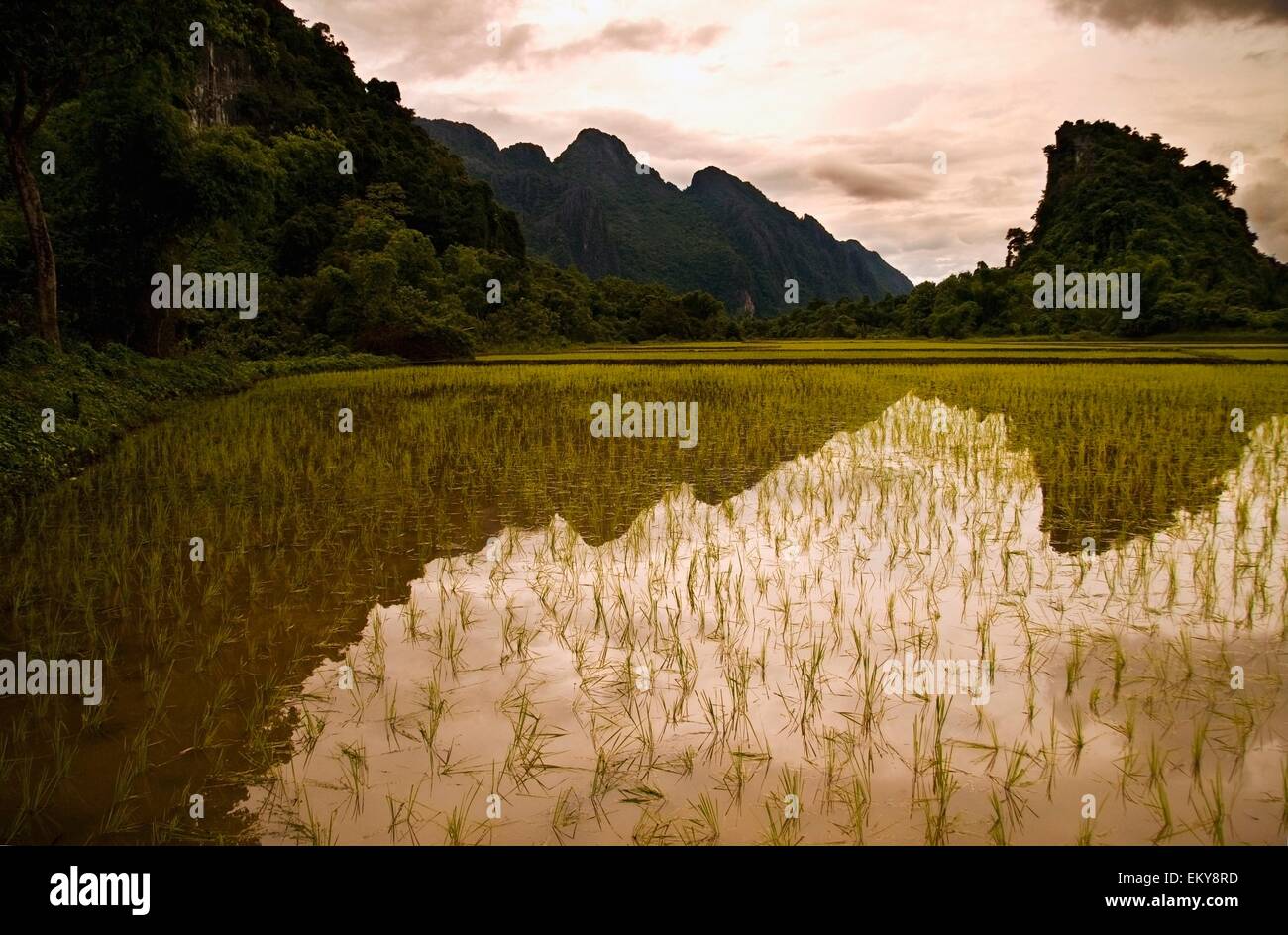 A Rice Field In Asia Stock Photo - Alamy