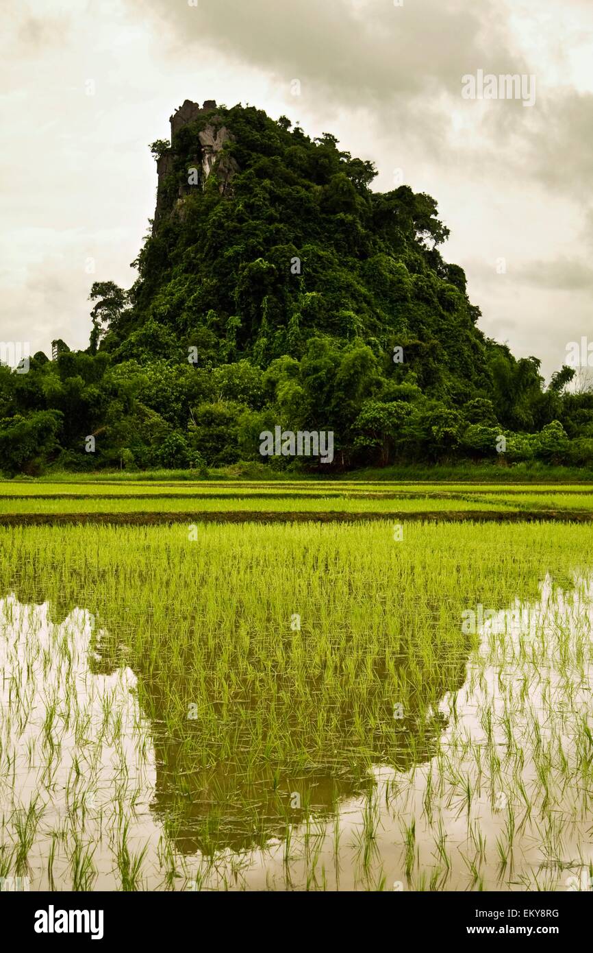 A Rice Field In Asia Stock Photo - Alamy