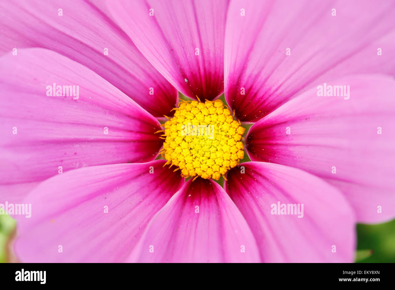 Single Big Pink Flowers