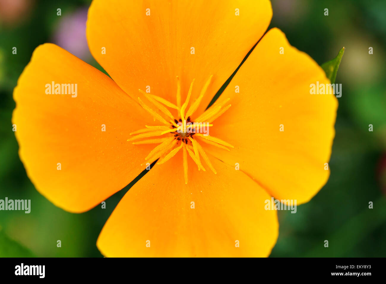 Flower top view hi-res stock photography and images - Alamy
