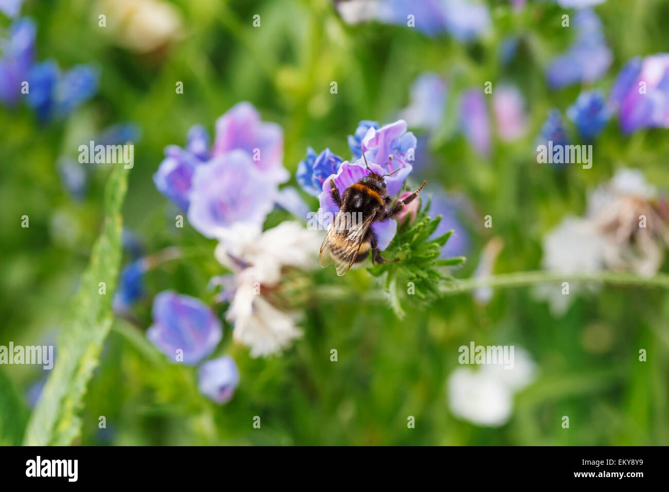 Bee pollinating flower on a green meadow Stock Photo - Alamy