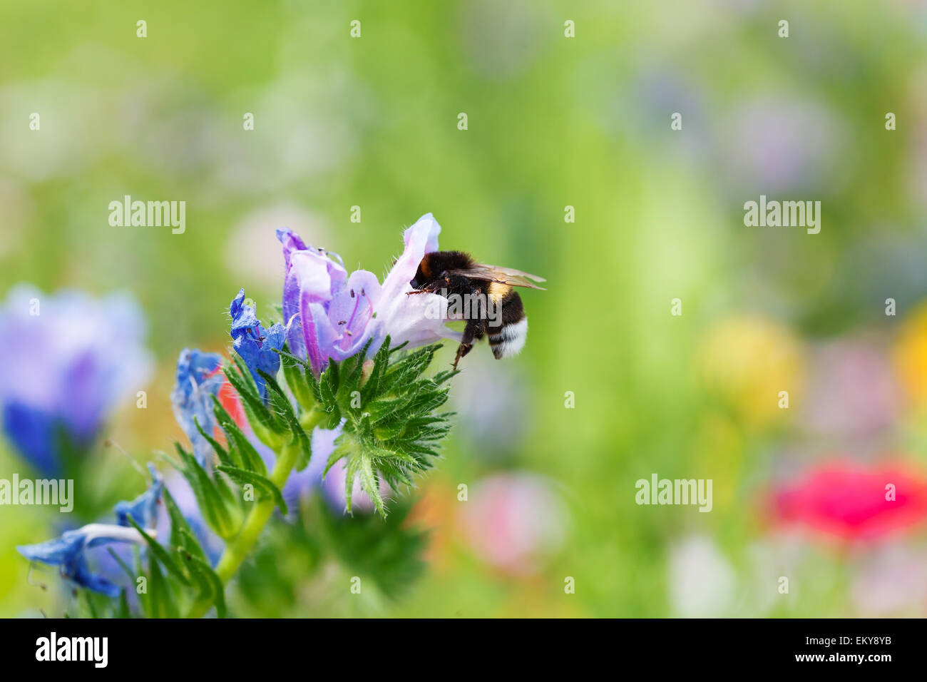 Bee meadow plant hi-res stock photography and images - Alamy