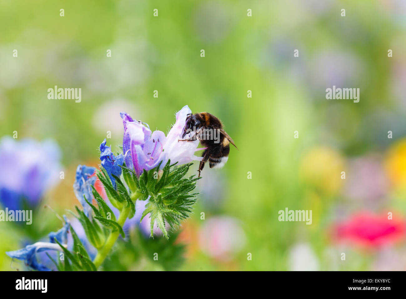 Bee pollinating flower on a green meadow Stock Photo - Alamy