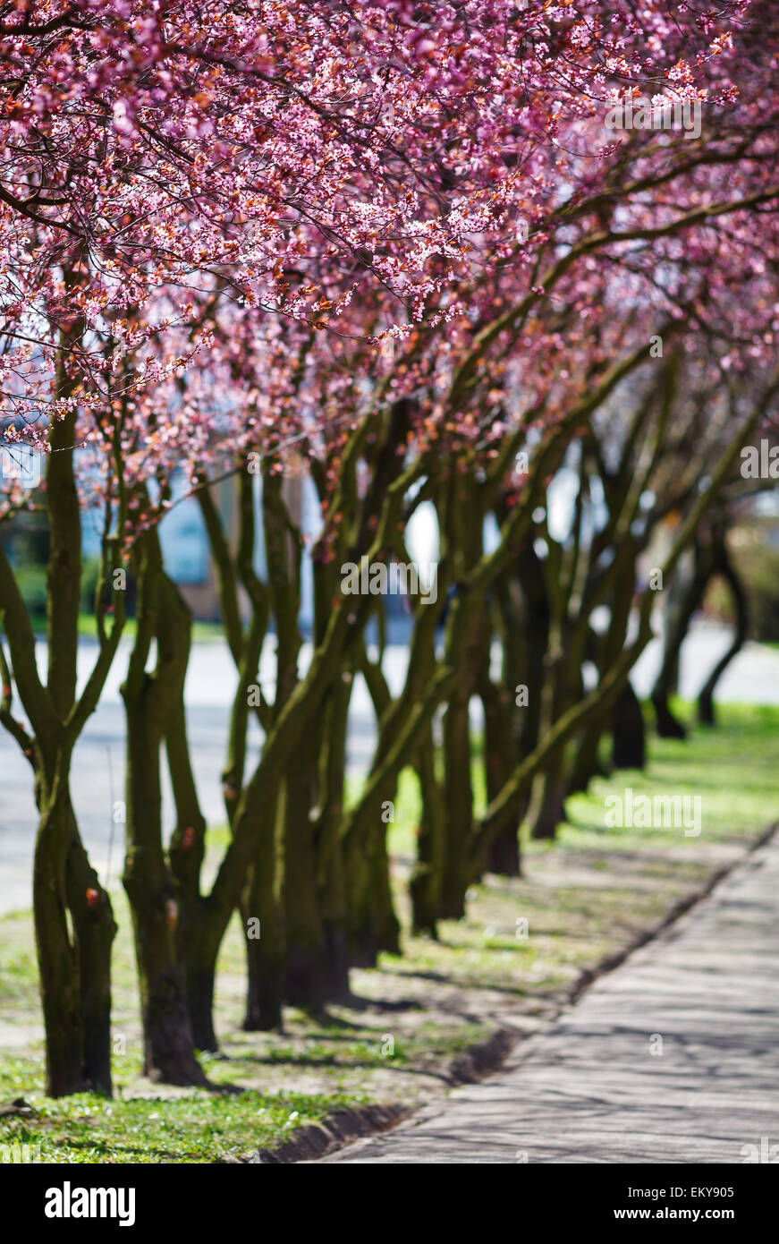 Alley of blossoming plum trees, full of purple tiny flowers, spring ...