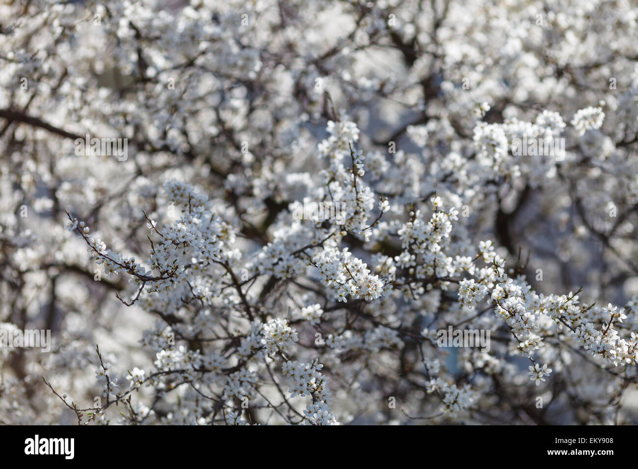 Mirabelle plum tree hi-res stock photography and images - Alamy
