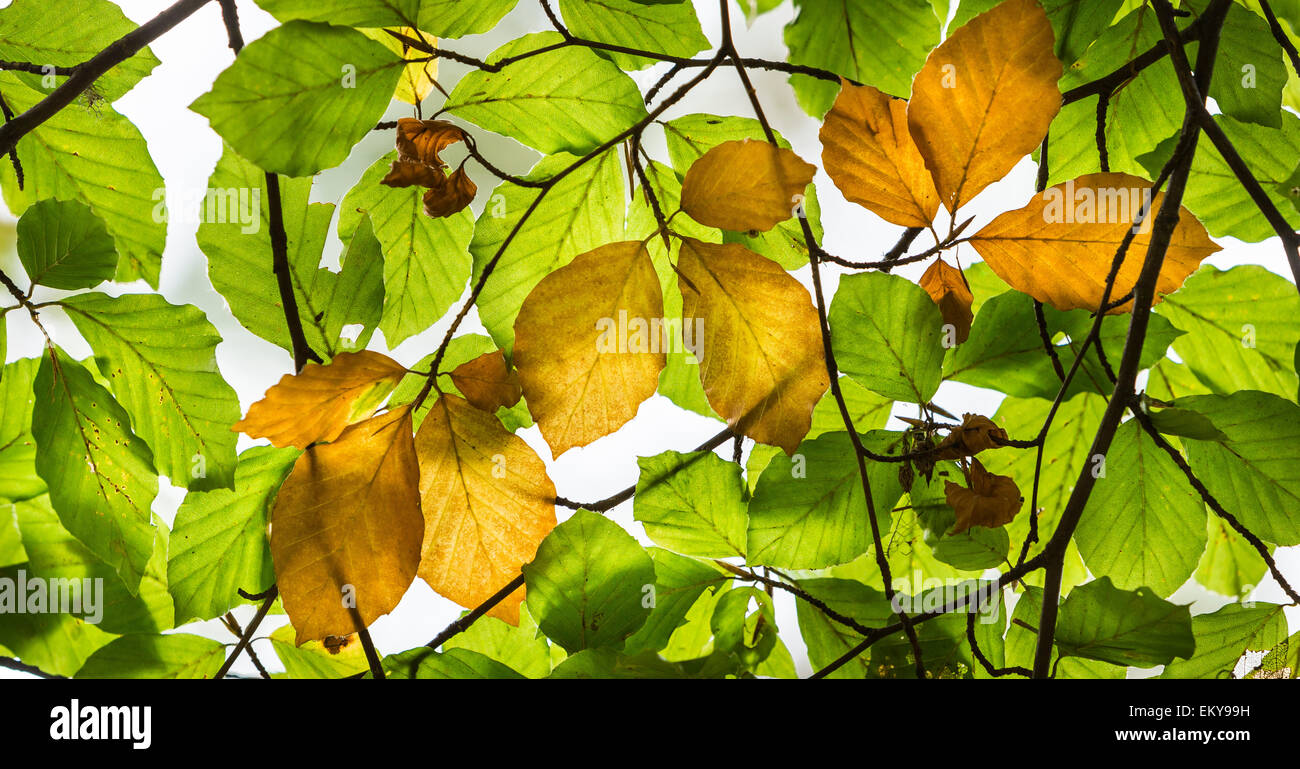 Scotland tree detail hi-res stock photography and images - Alamy