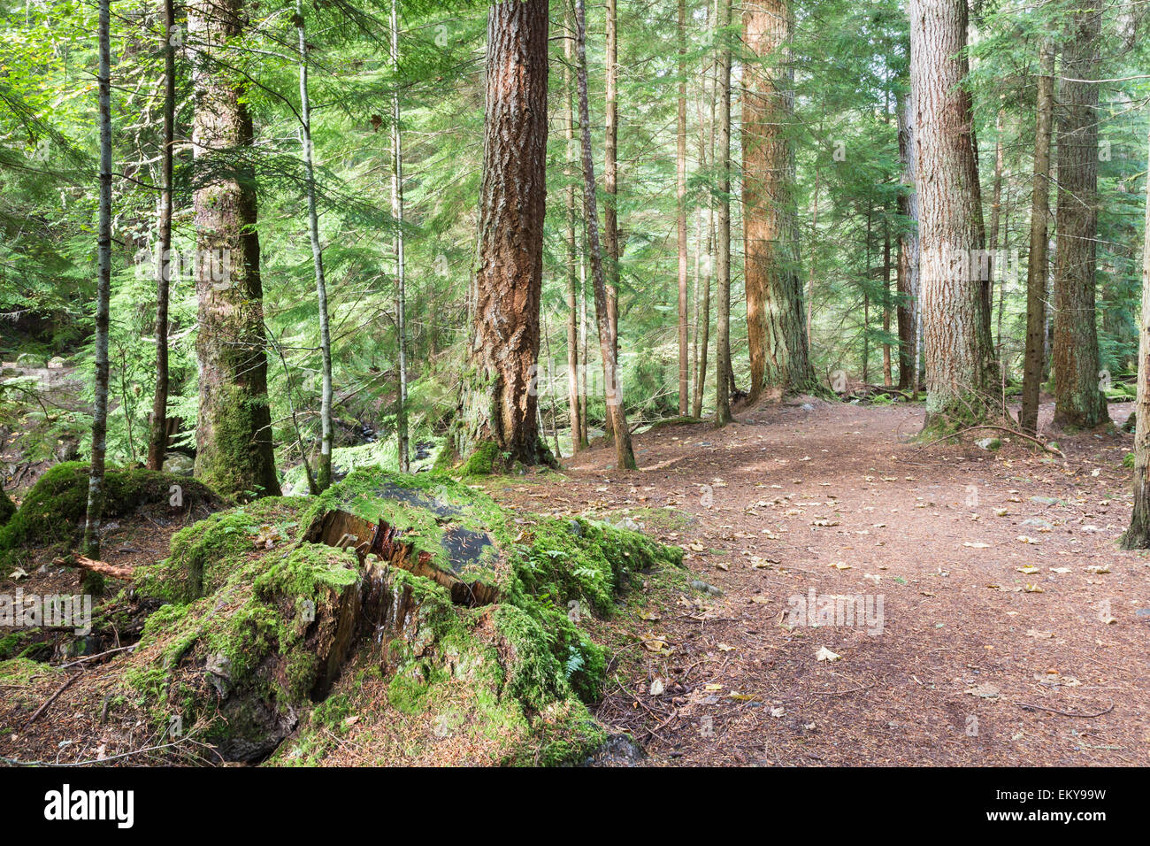 Forest path at Reelig Glen in Scotland Stock Photo - Alamy
