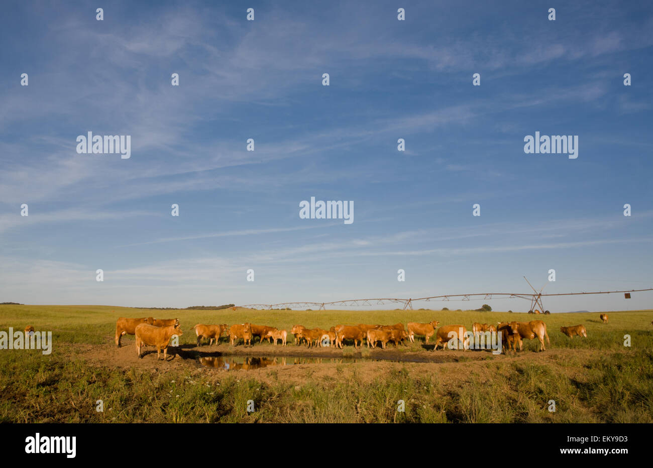 Cow water irrigation hi-res stock photography and images - Alamy