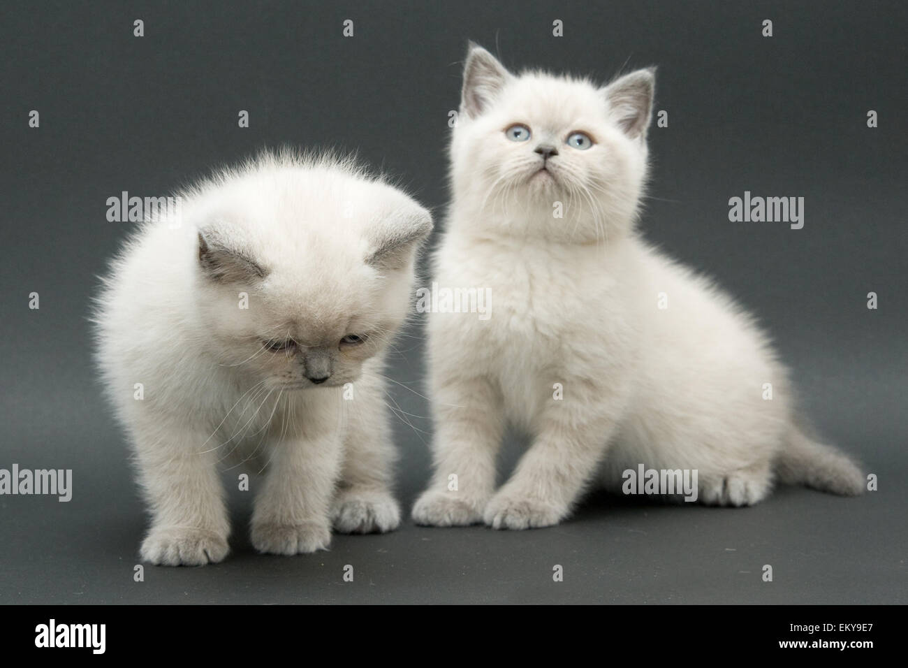 Tortoiseshell point hi-res stock photography and images - Alamy