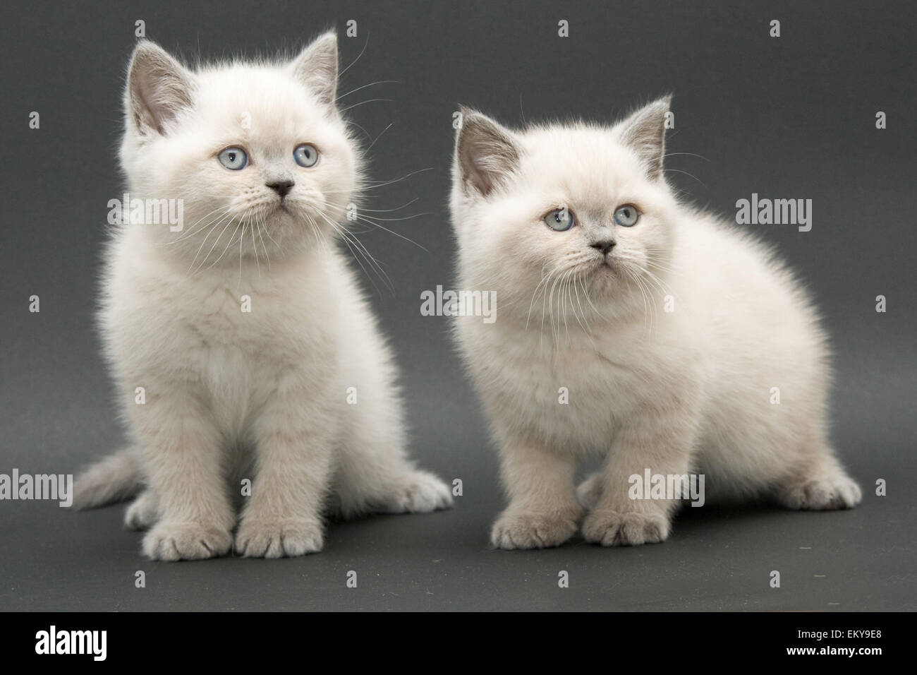 couple cute british kitten colorpoint longhair studio shot Stock Photo ...