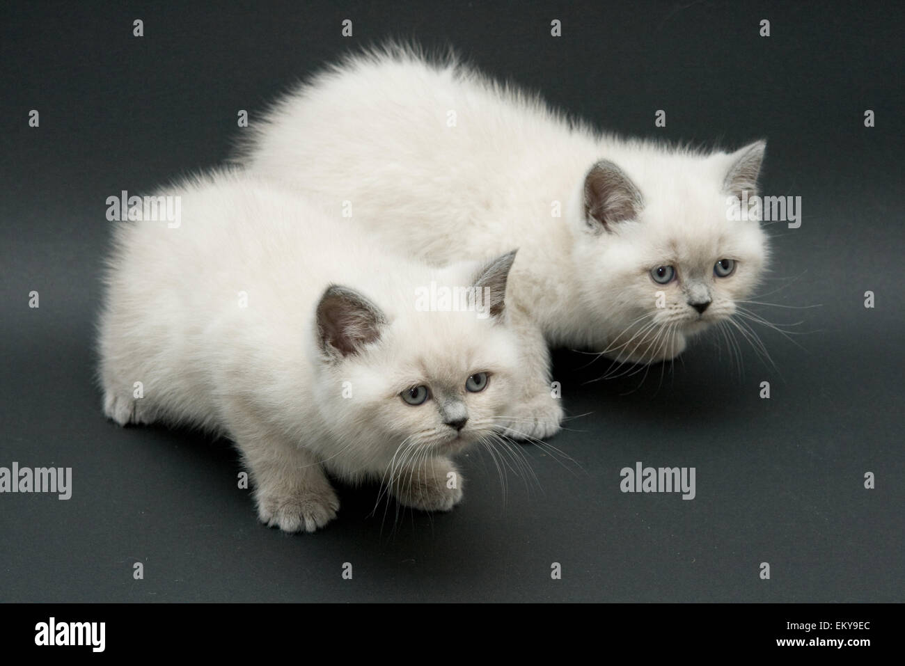 Tortoiseshell point hi-res stock photography and images - Alamy