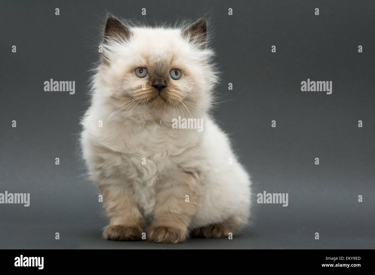 Tortoiseshell point hi-res stock photography and images - Alamy