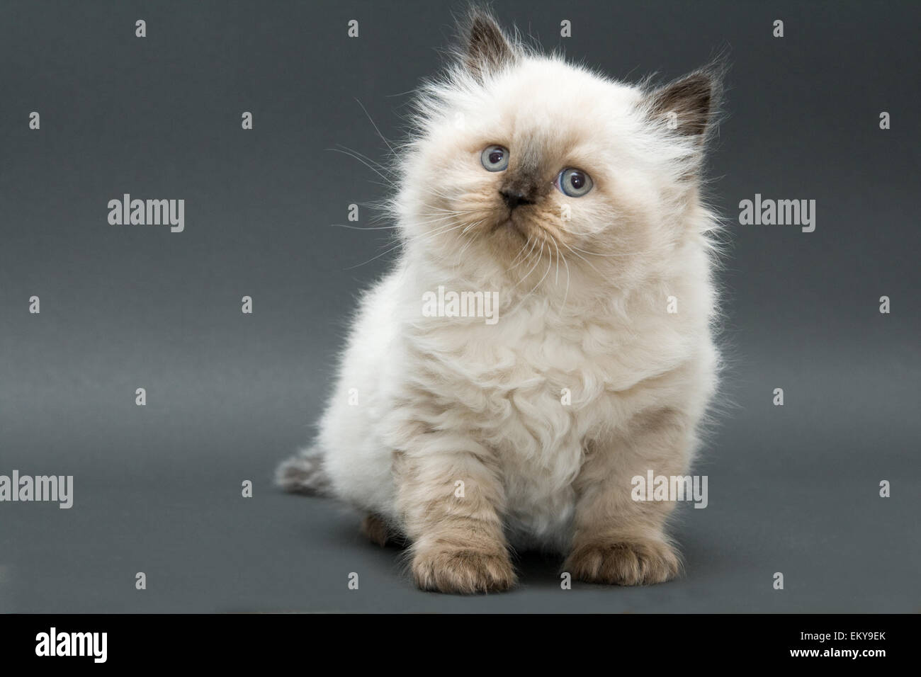 cute british kitten colorpoint longhair studio shot Stock Photo - Alamy