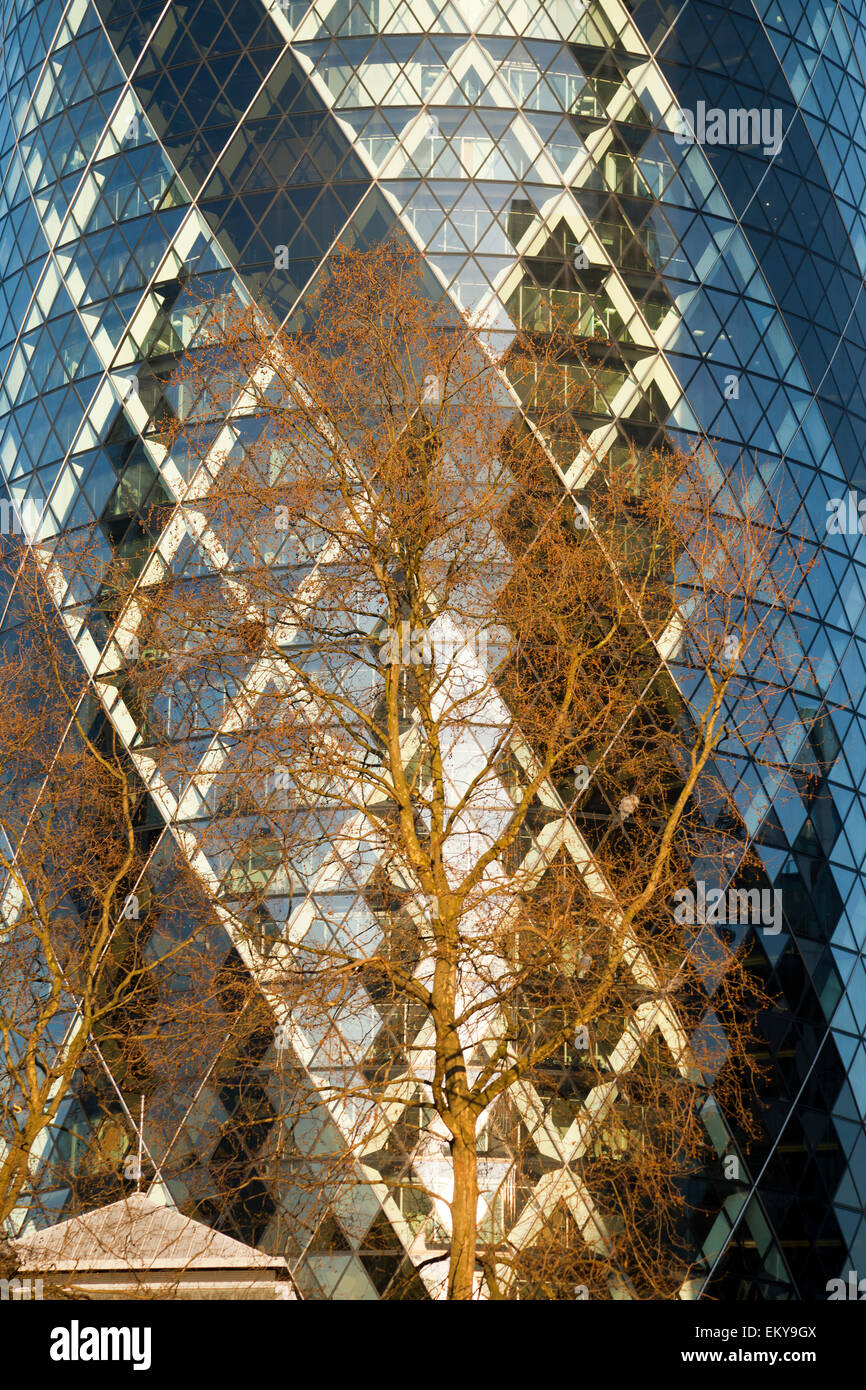 The Gherkin building, 30 St Mary Axe, and tree, City of London Stock ...