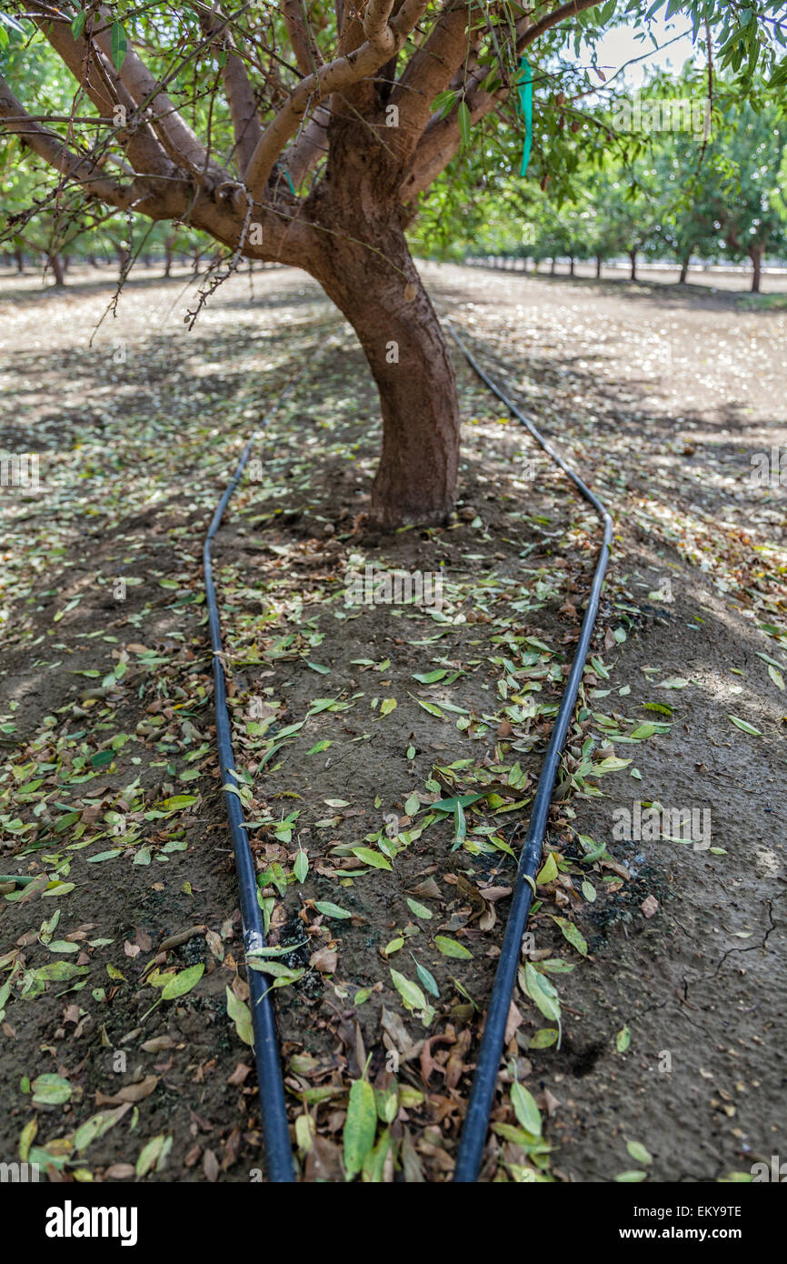 Drip irrigation hi-res stock photography and images - Alamy