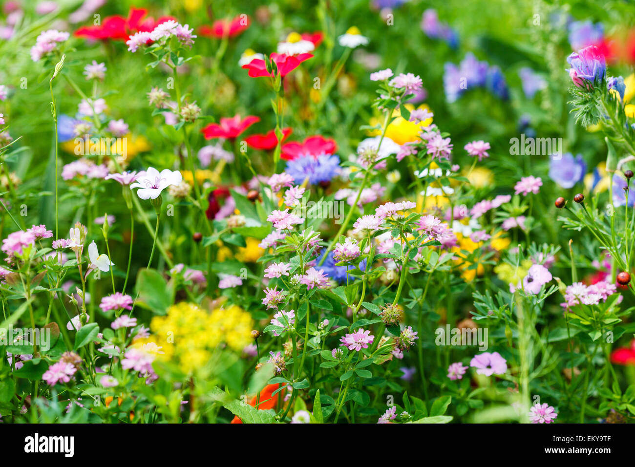 Floral meadow full of color flowers Stock Photo - Alamy